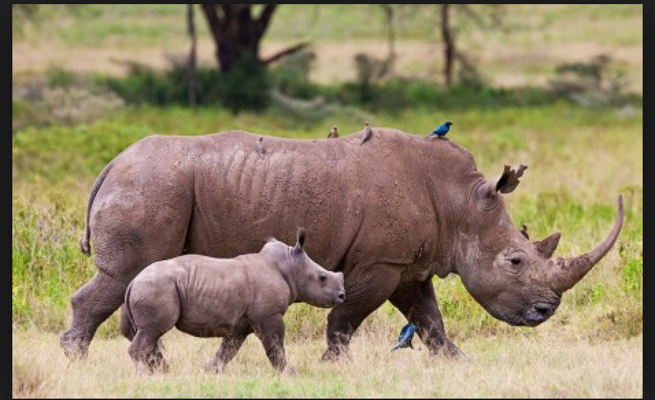 Landmark Bill Combating Wildlife Trafficking Re-Introduced in House of ...